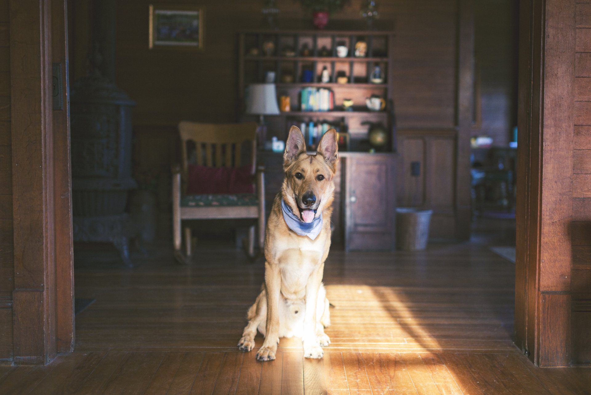 Generic 4 Pet Safety Tips for “Home Alone” Dogs | Richmond Veterinary ...