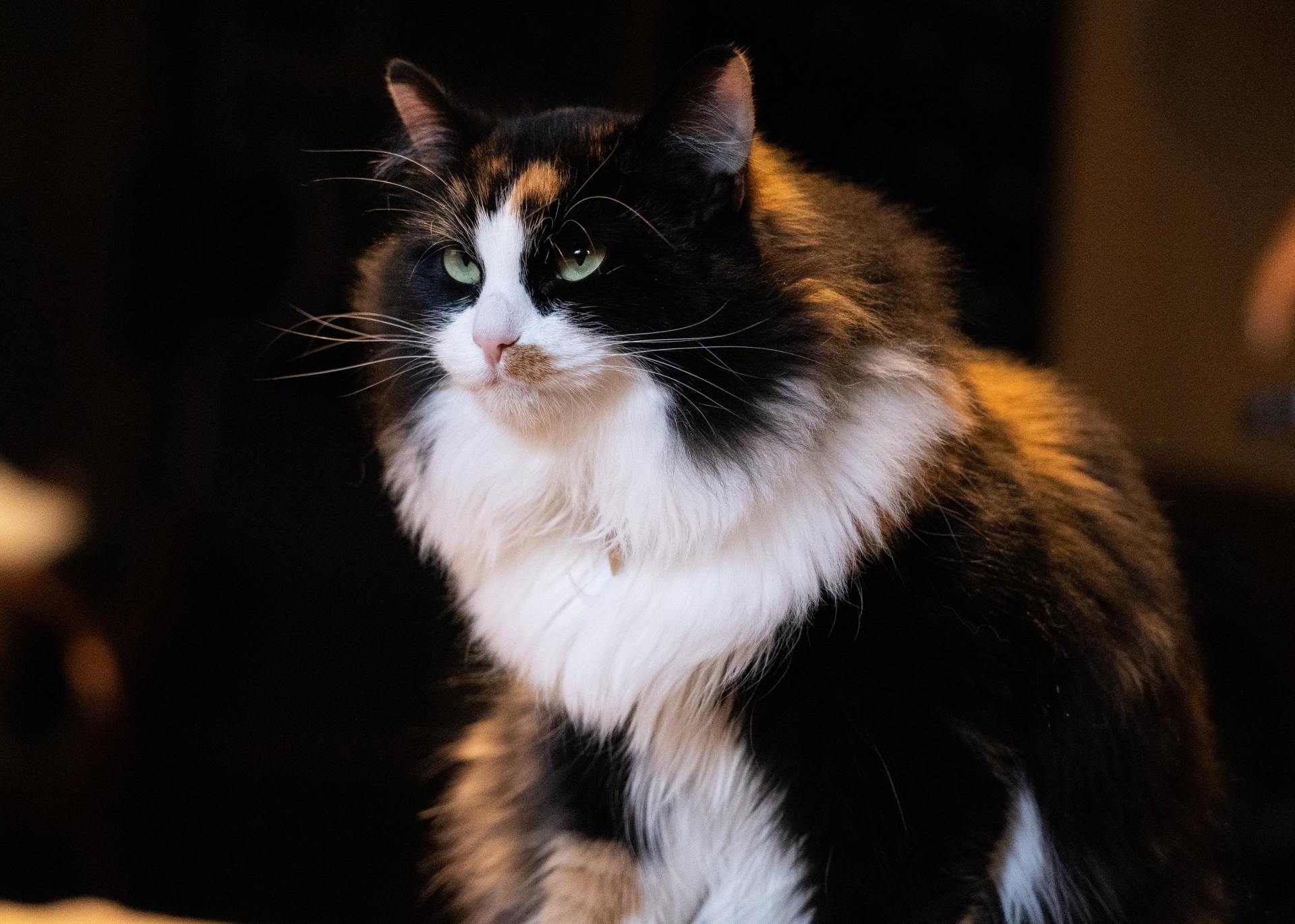 8 Ways To Herd Cats | Richmond Veterinary Clinic