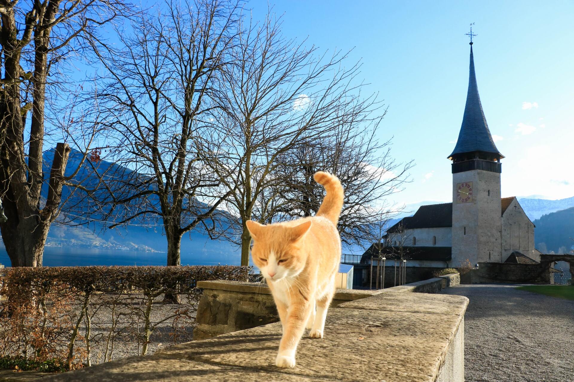 Cat Towers: Guide for Cat Owners [2024]